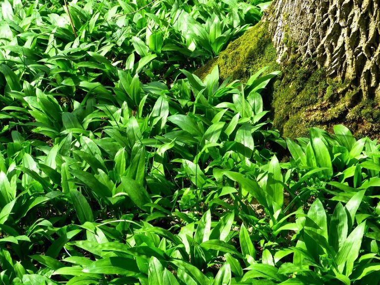 Wild Garlic: how to find, cook & eat it | Moorlands Eater