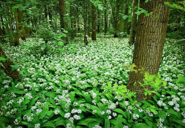 Wild Garlic: how to find, cook & eat it | Moorlands Eater